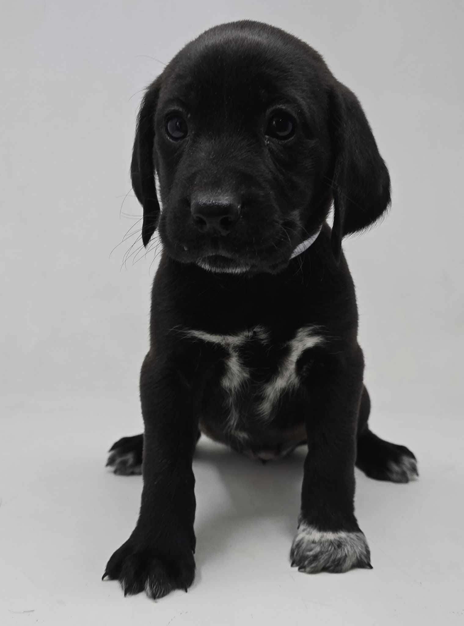 Adopt Lucy *foster needed* Today - Find Paw Pal