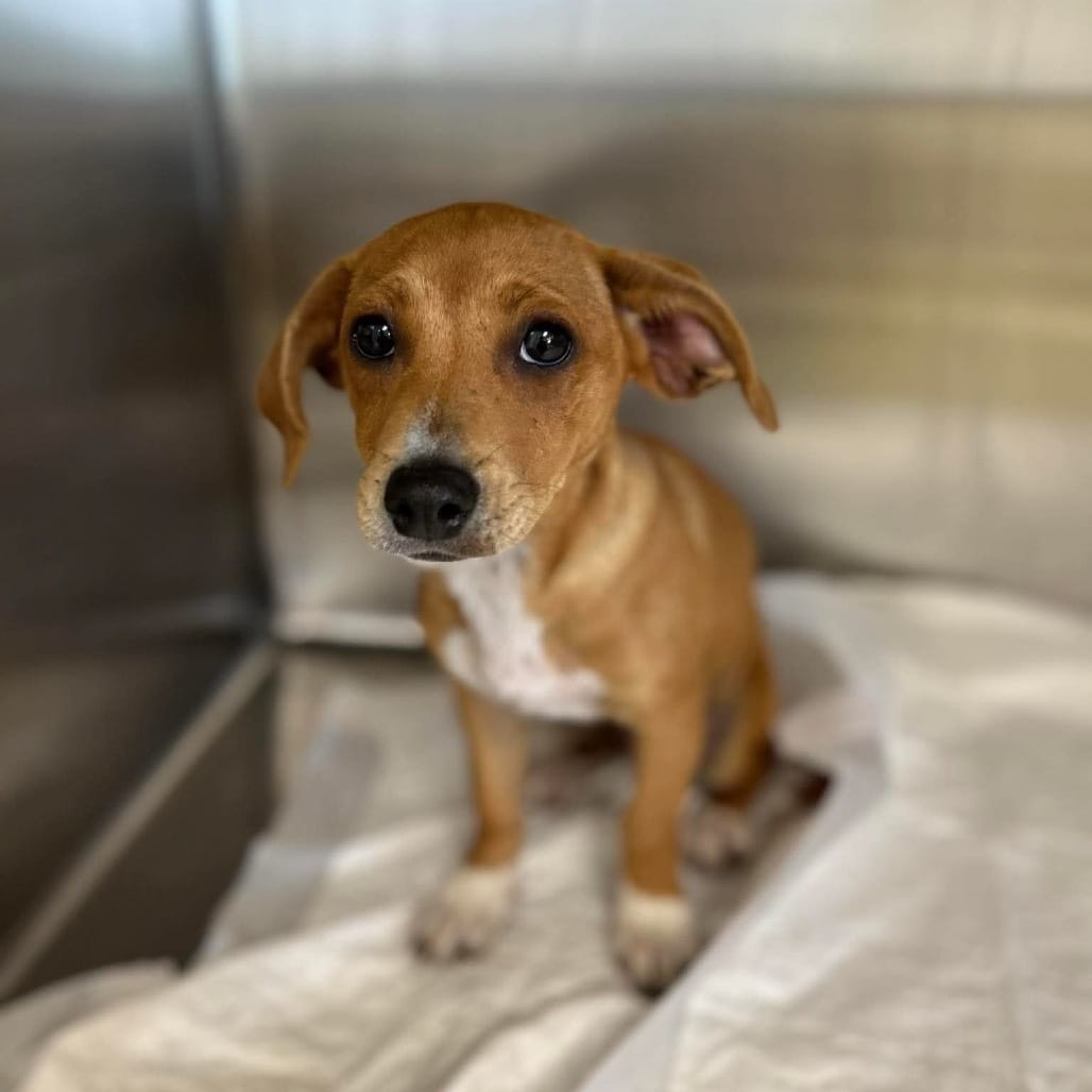 Adopt Hermione Granger 25-04-009 Today - Pets TheCountyOffice