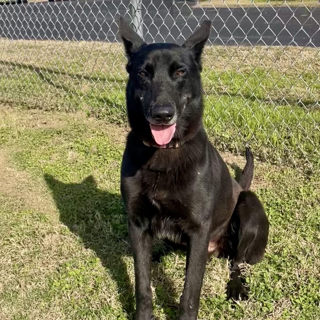 Adopt MidNight Blue 24-12-128 Today - Pets TheCountyOffice