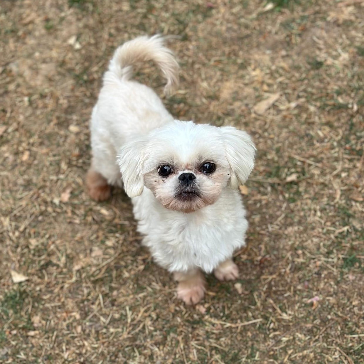 Adopt Carl Today - Pets TheCountyOffice