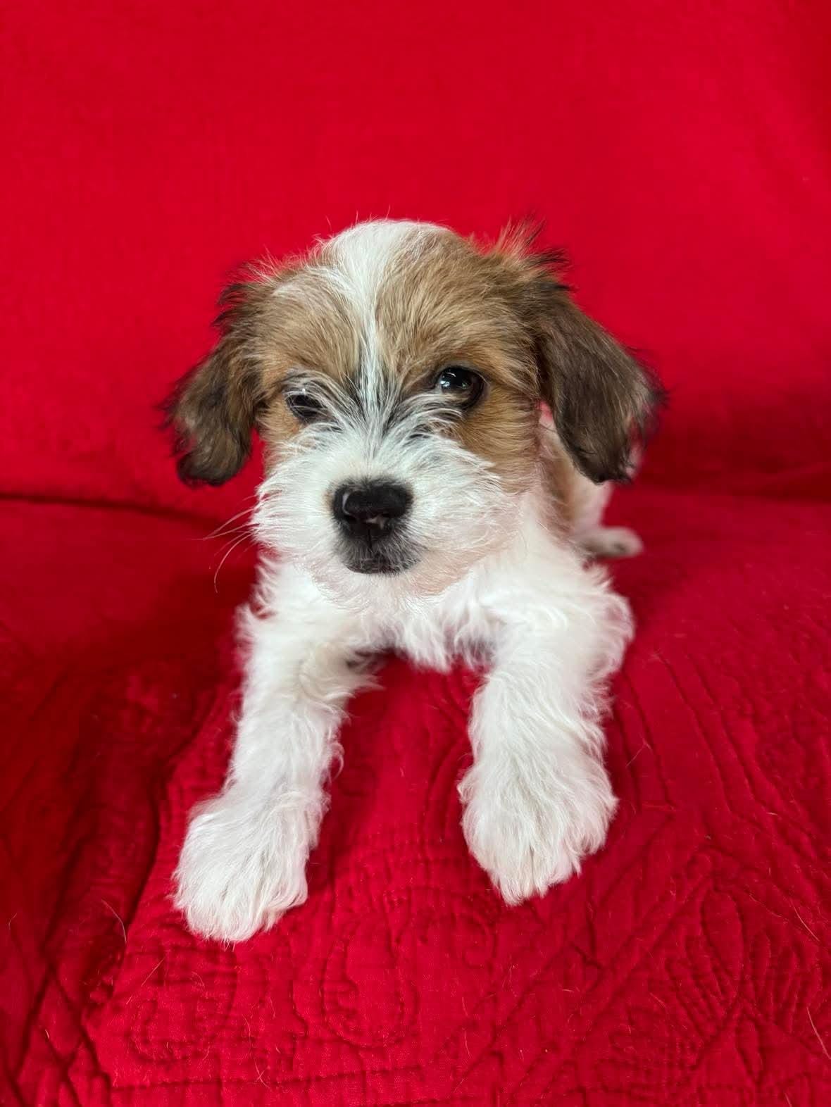 Adopt Silvi Today - Pets TheCountyOffice