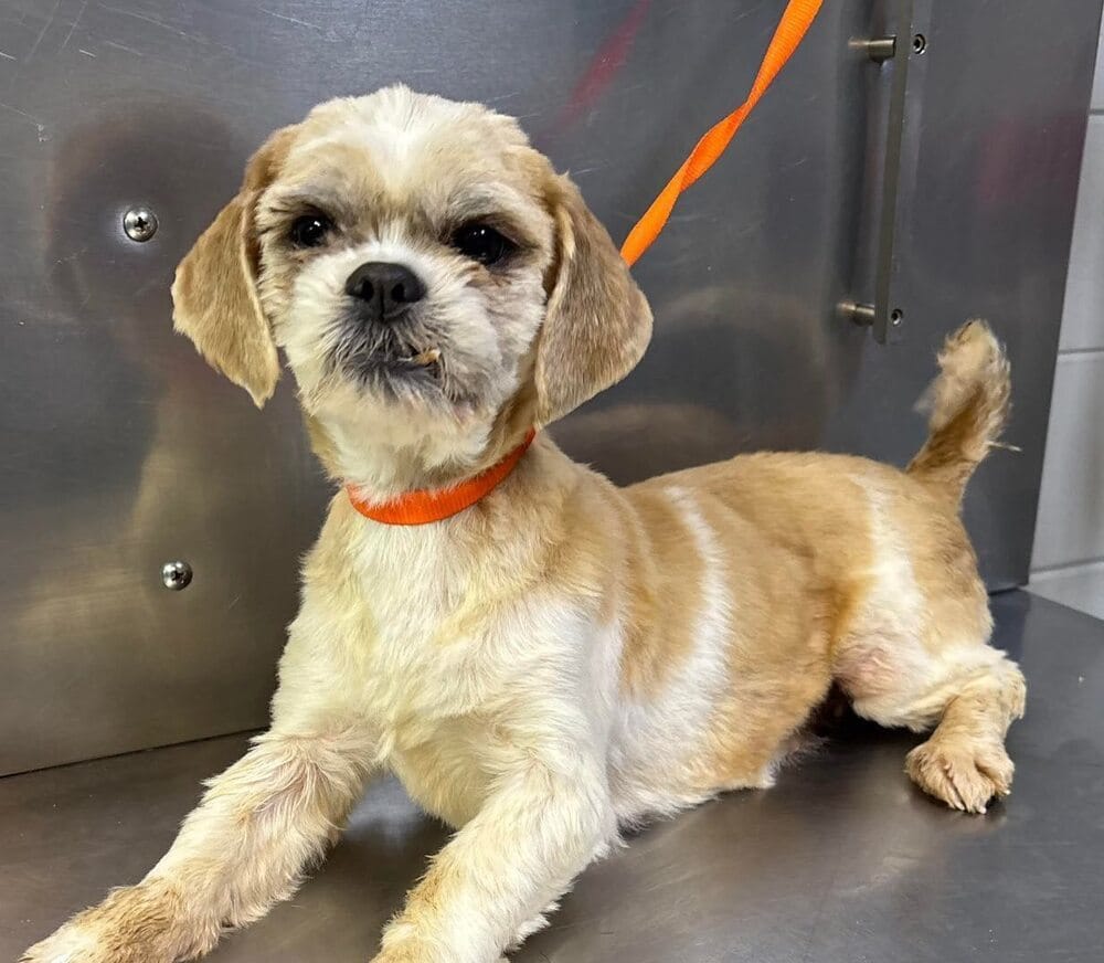 Adopt Devon Scout Today - Pets TheCountyOffice