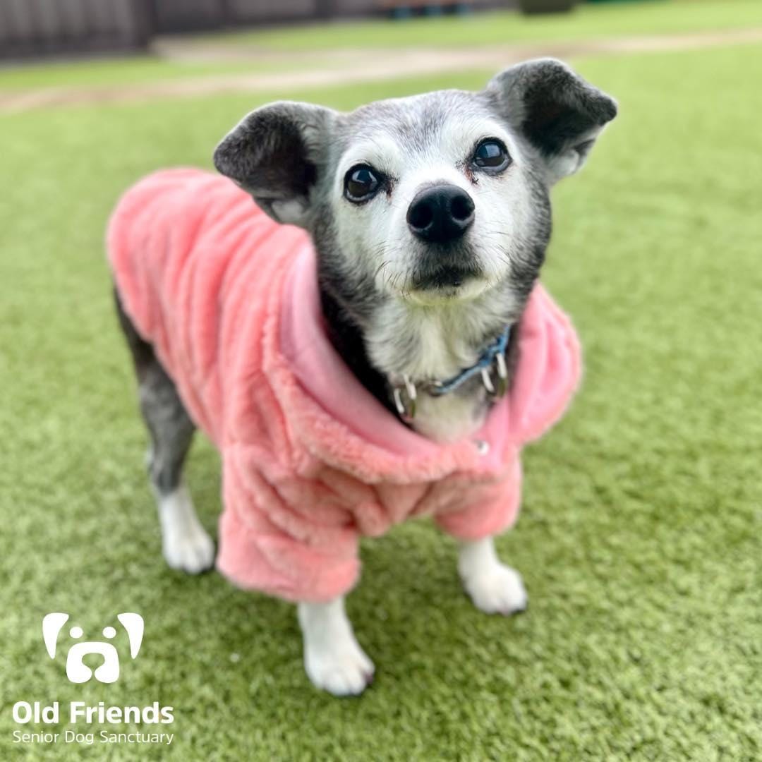 Adopt Panda Today - Pets TheCountyOffice