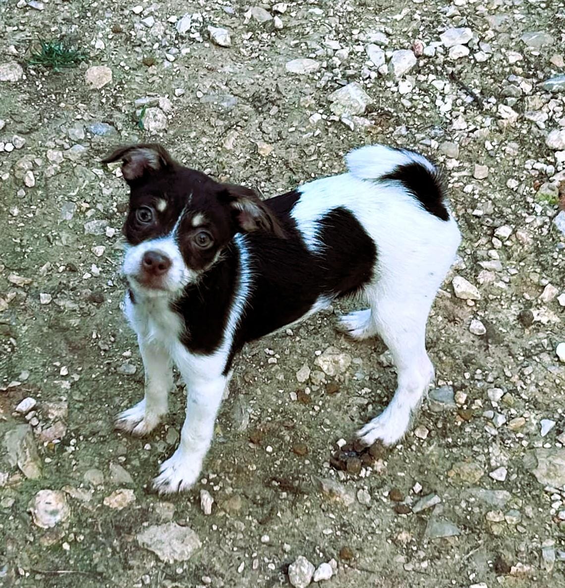 Adopt Darling Daisy Today - Pets TheCountyOffice