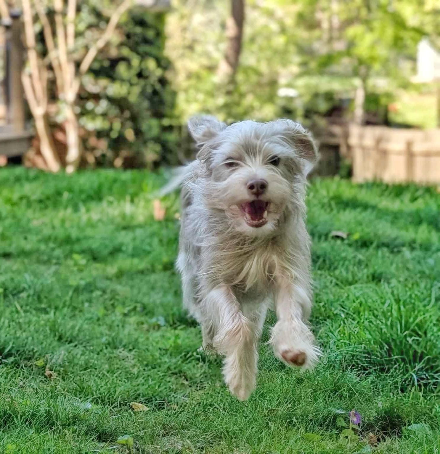 Adopt Kooper Today - Pets TheCountyOffice