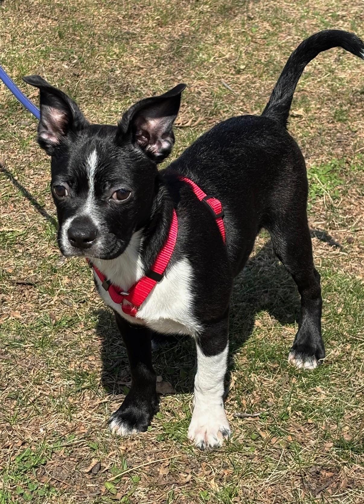 Adopt Boston Puppies in IA Today - Pets TheCountyOffice