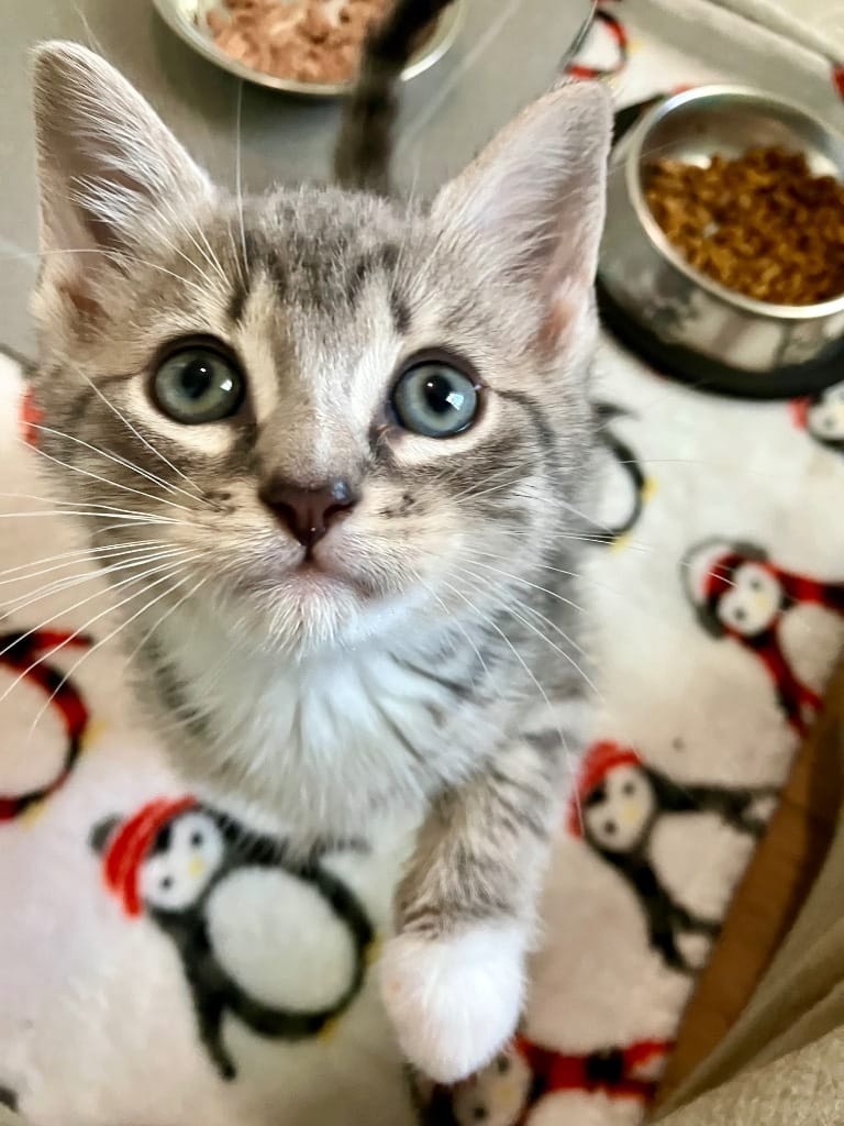 Adopt Frog Today Pets Thecountyoffice