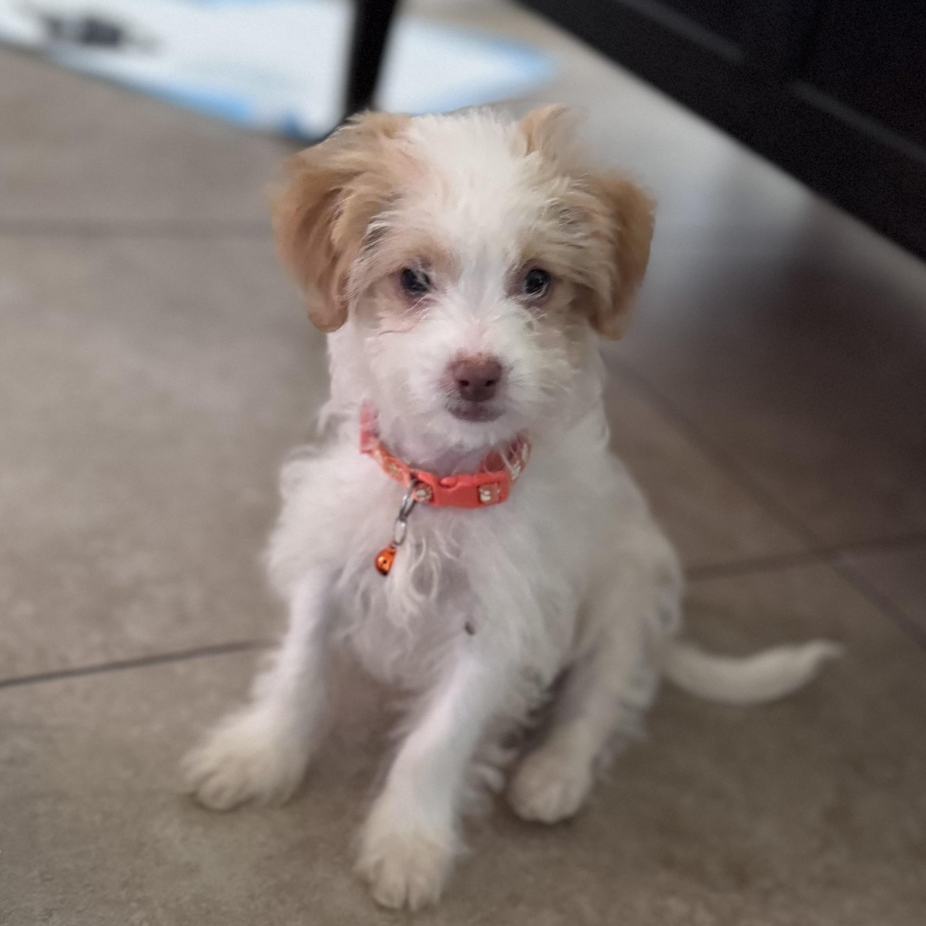 Adopt Orange collar puppy Today - Find Paw Pal