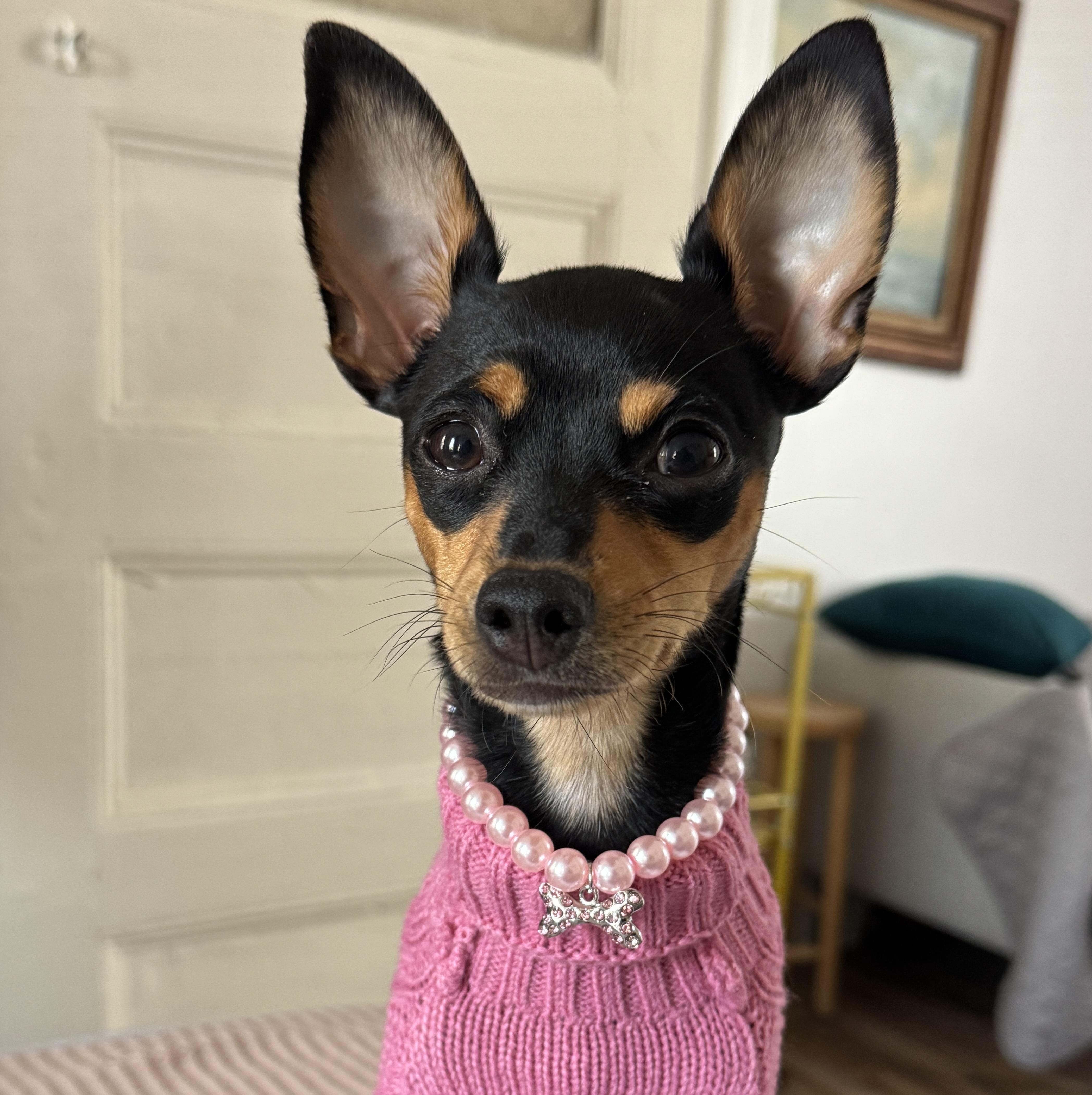 Adopt Sachi Today - Pets TheCountyOffice
