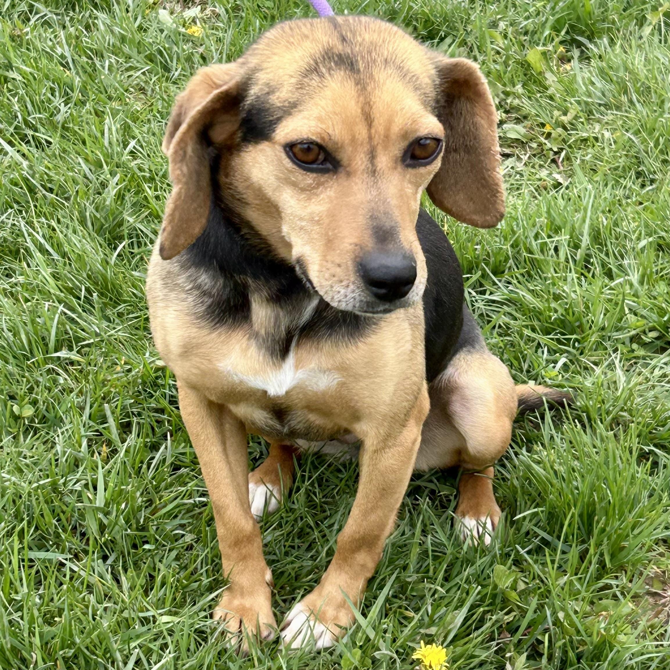 Adopt Blossom 2.0 Today - Pets TheCountyOffice