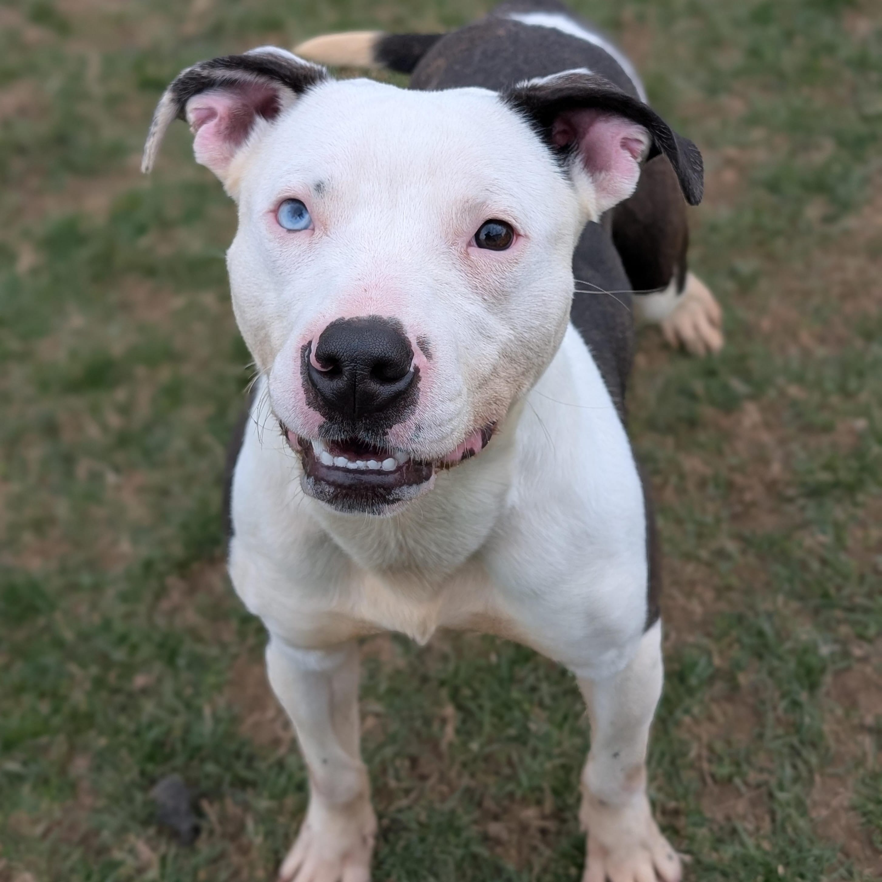 Adopt 184470 Snoopy LOOKING FOR OWNER Today - Find Paw Pal