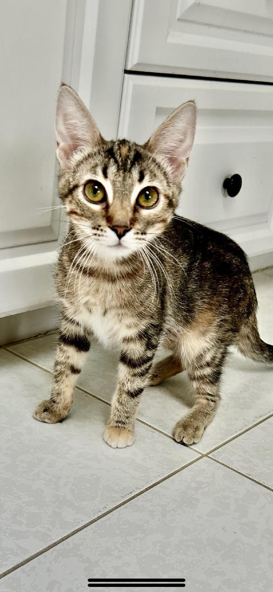 Adopt Pink Lady Today - Find Paw Pal