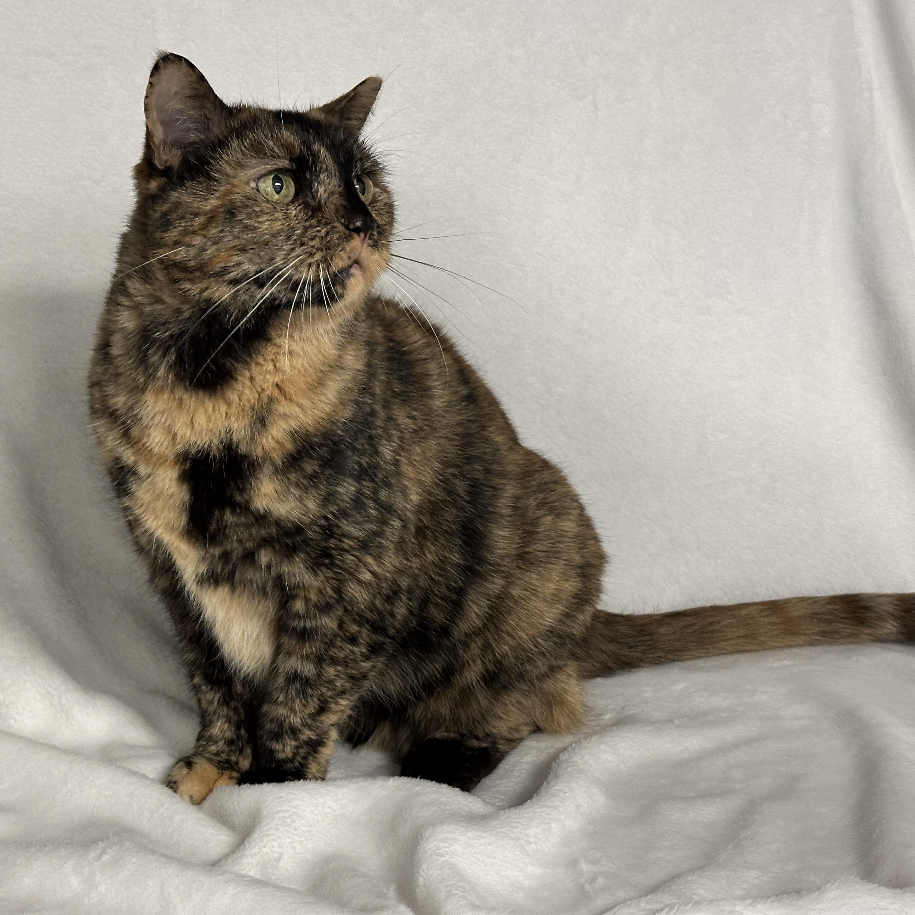 Adopt Gypsy Today - Find Paw Pal