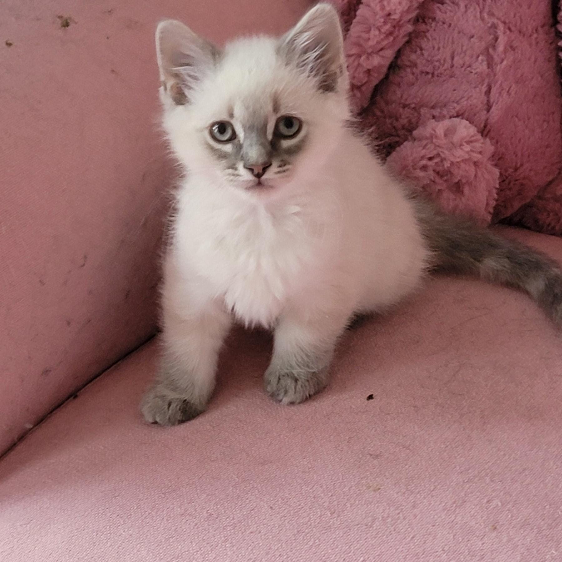 Adopt Creme Soda Today - Find Paw Pal