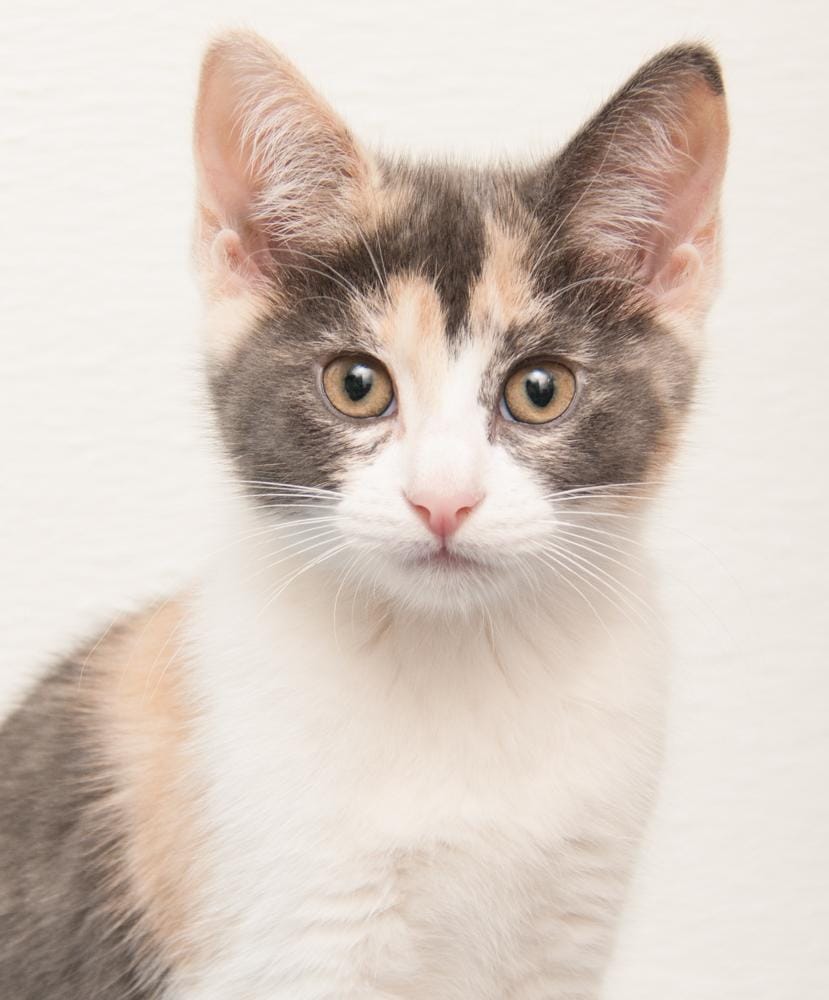 Adopt Daffodil (gets adopted with Snapdragon) Today - Find Paw Pal