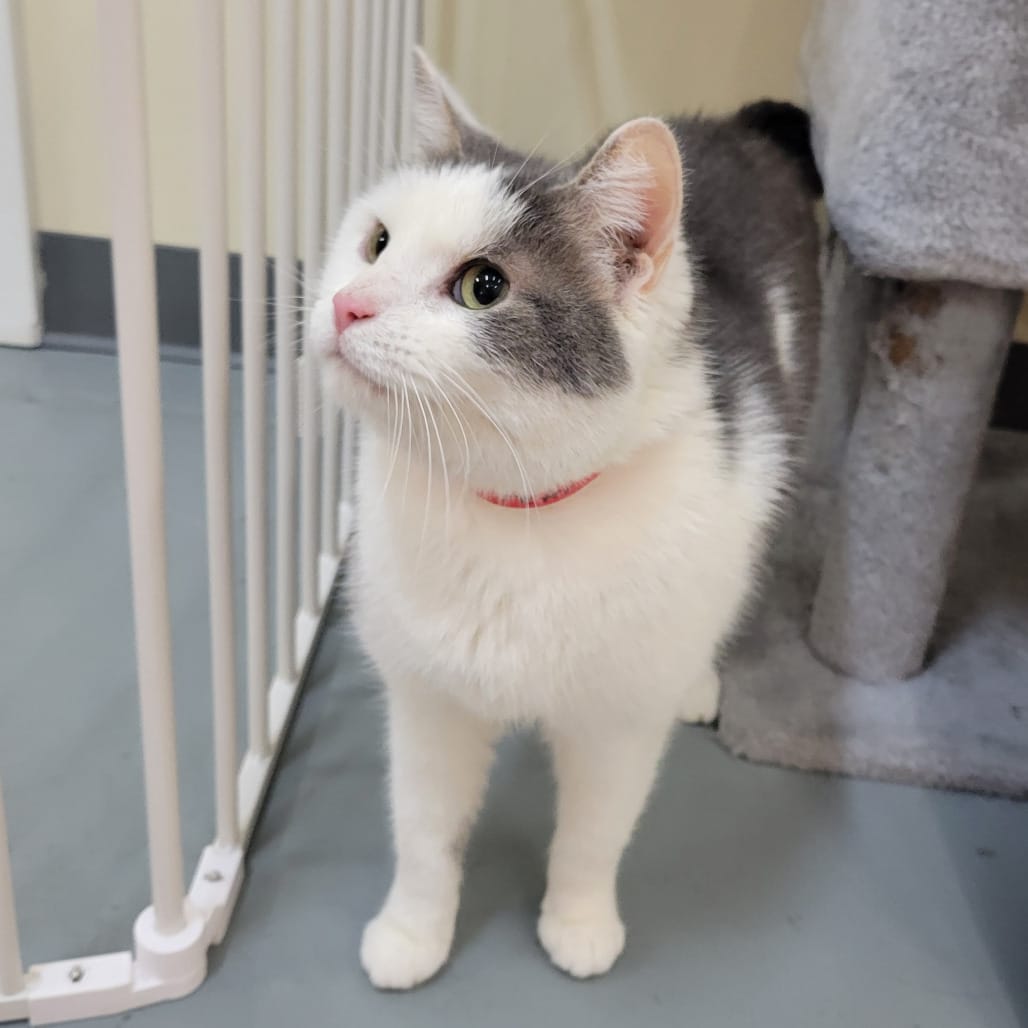 Adopt Peter Rabbit -handsome Russian Blue mix @PAWZ pet cafe Today ...