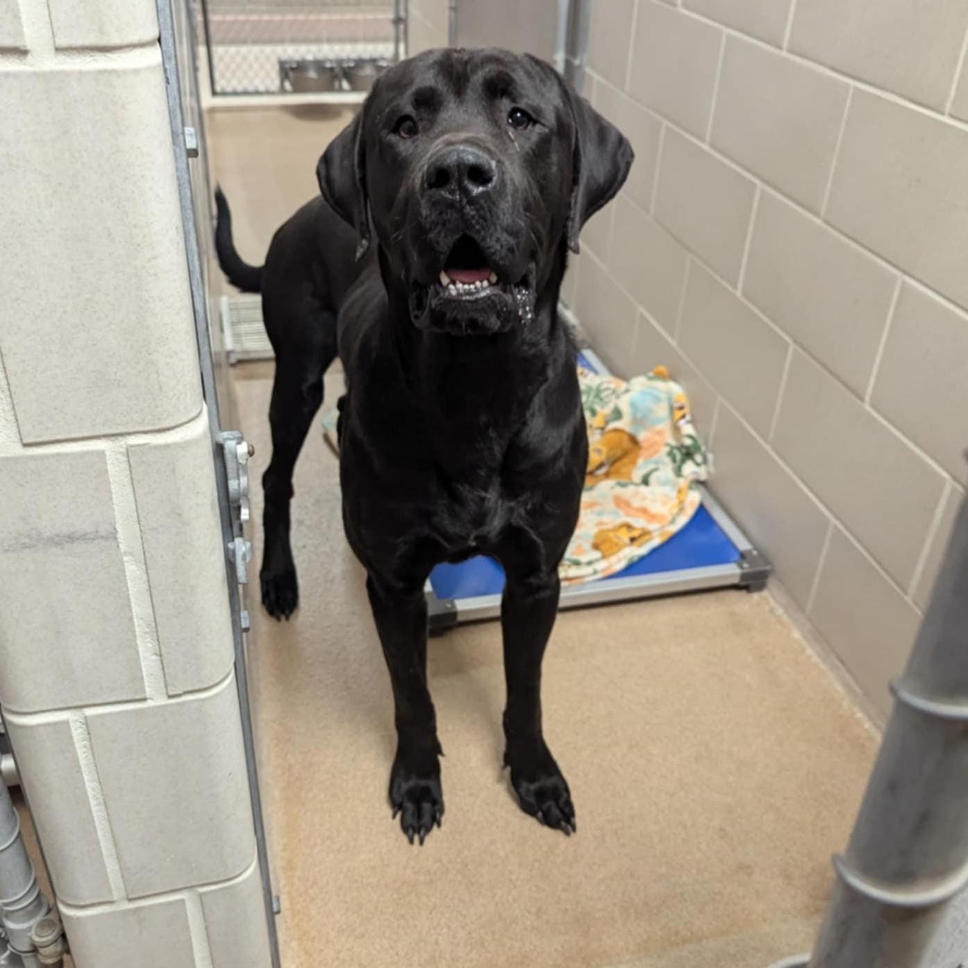 Adopt Maximus Today - Find Paw Pal