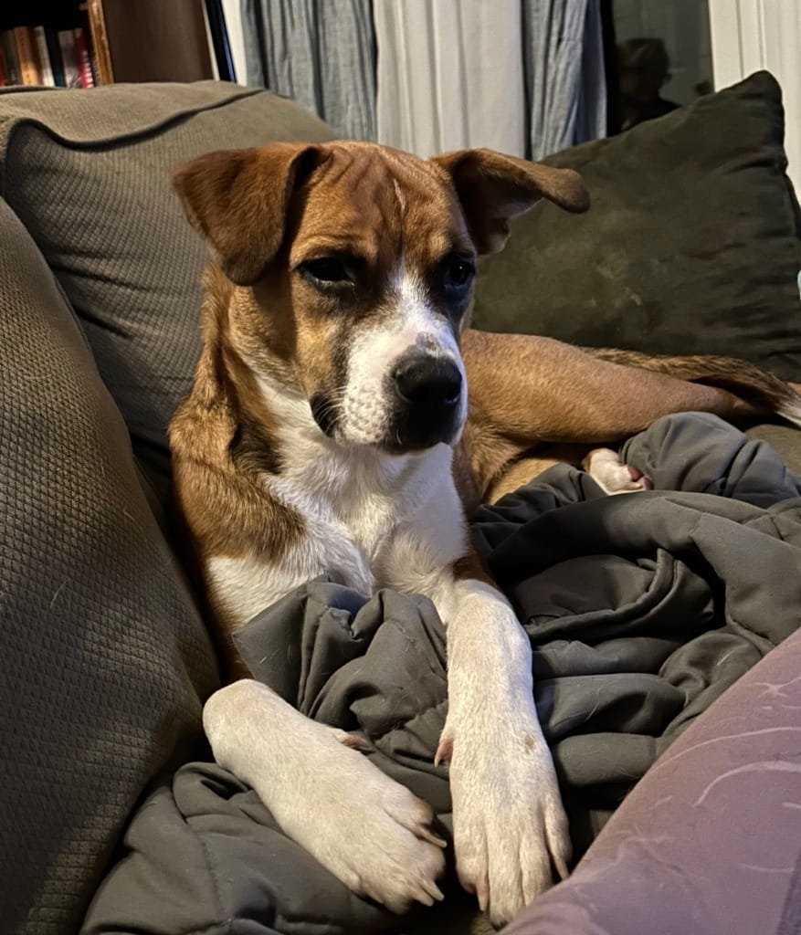 Adopt ABIGAIL Today - Find Paw Pal