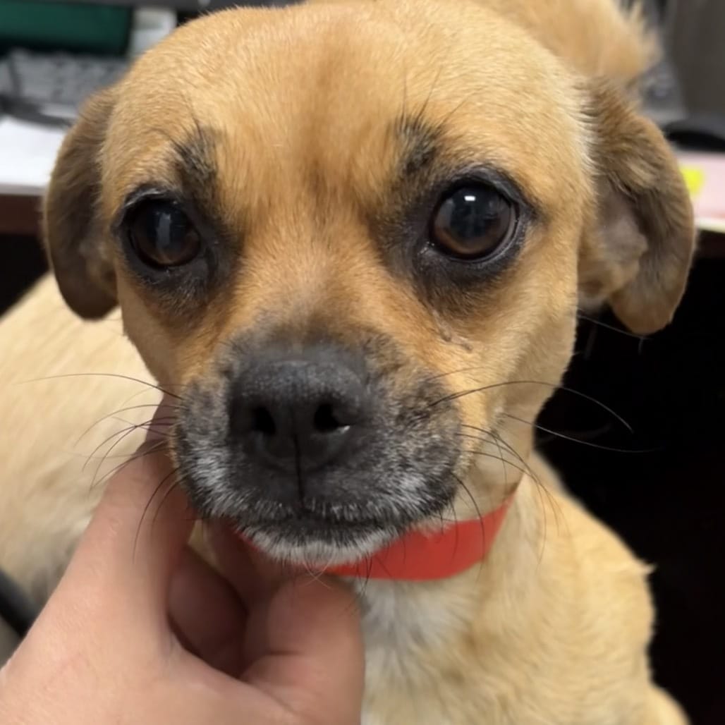 Adopt Elenor Today - Find Paw Pal