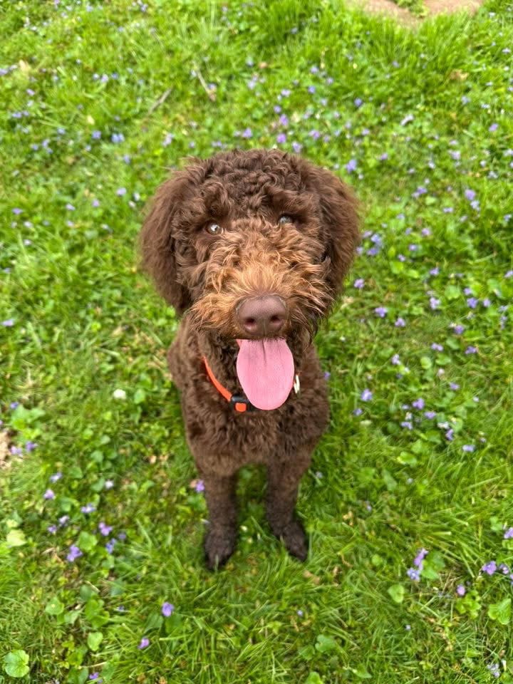 Adopt Mocha Today - Find Paw Pal