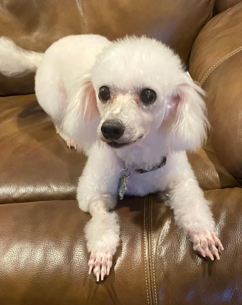 Adopt POPPY Today - Pets TheCountyOffice