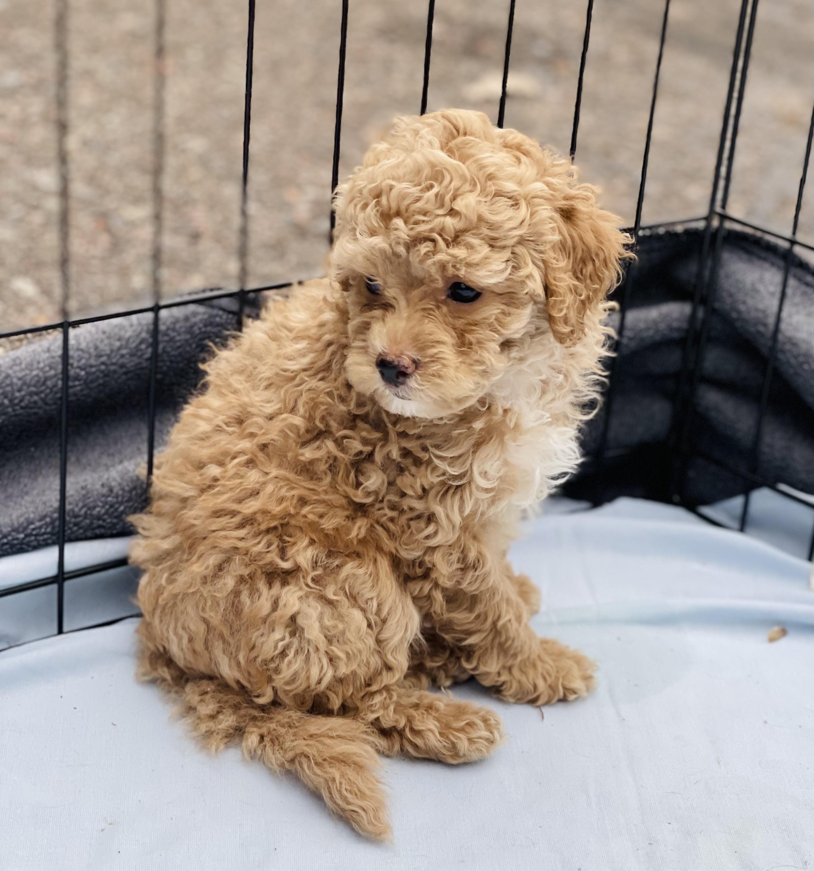 Adopt Marley Today - Find Paw Pal