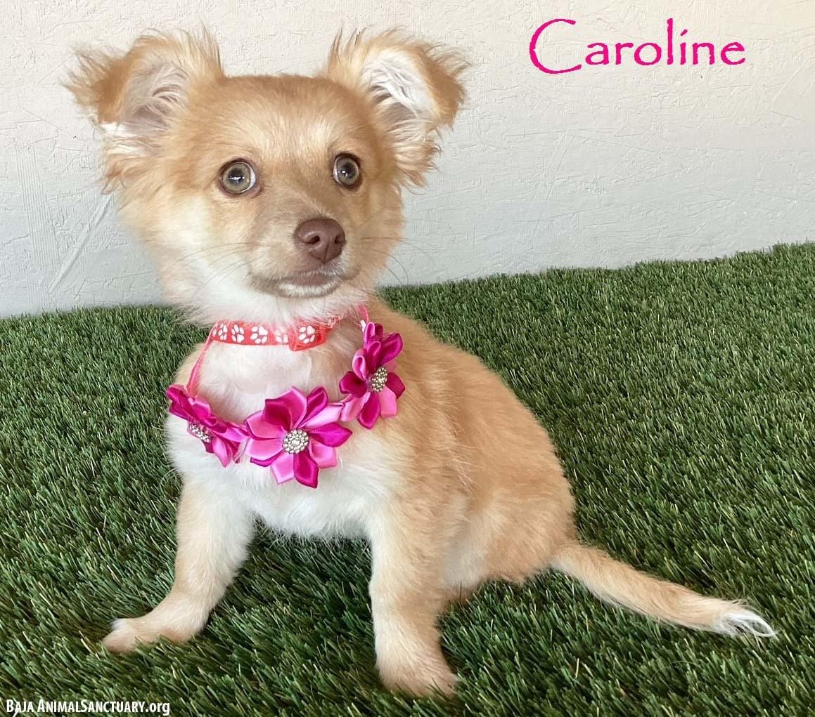 Adopt Caroline Today - Find Paw Pal