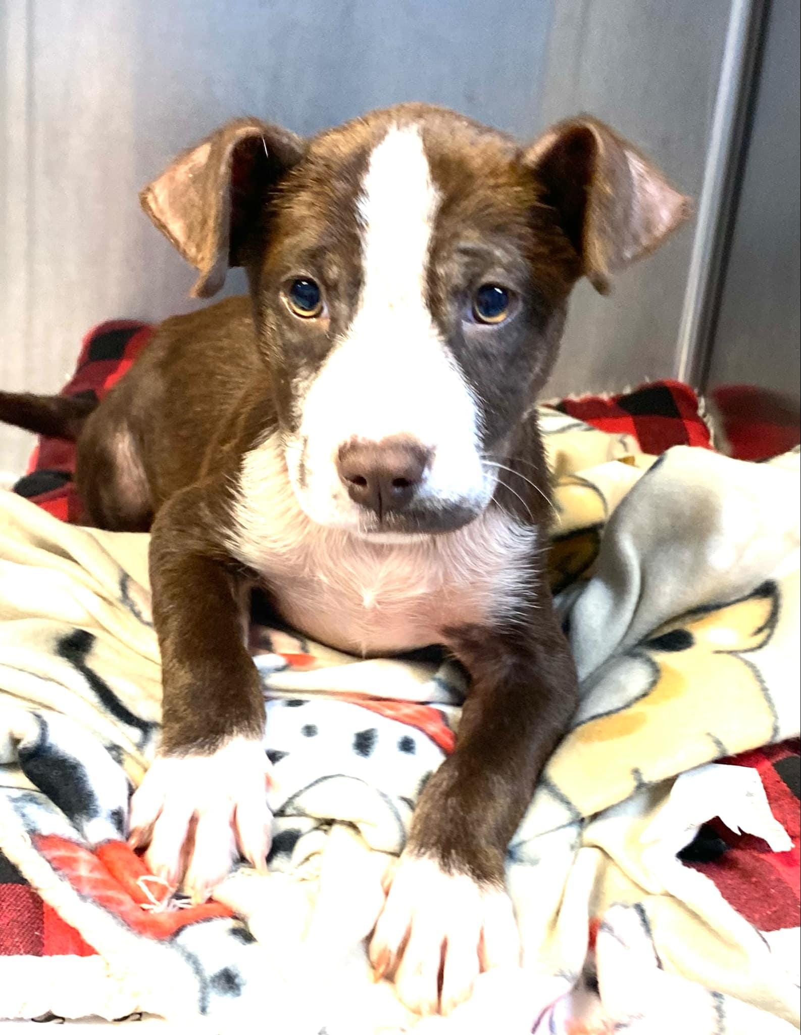 Adopt Tink the mixed breed puppy Today - Find Paw Pal