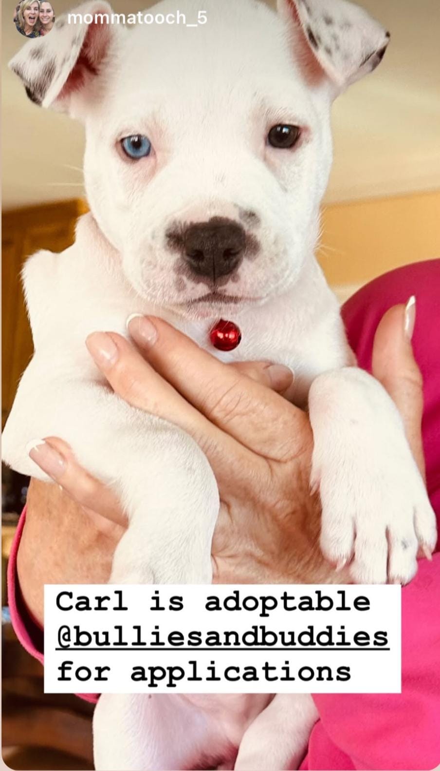 Adopt Carl-ADOPT Me!! Today - Find Paw Pal
