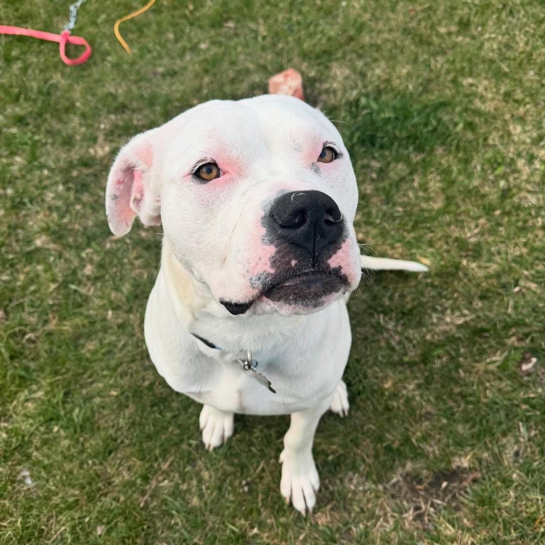 Adopt Steely Dan Today - Find Paw Pal