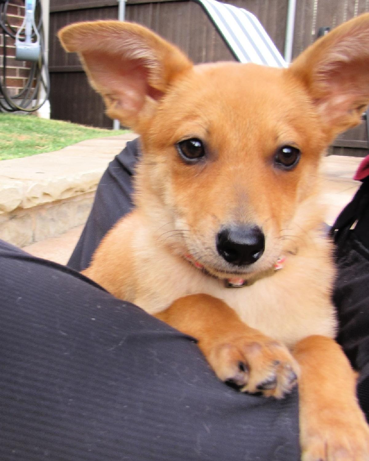 Adopt Hannah Today - Pets TheCountyOffice