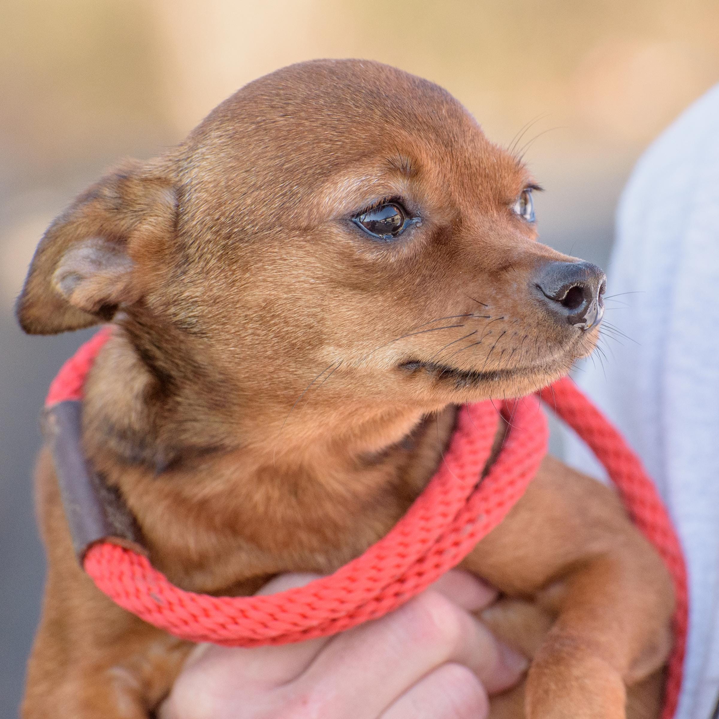 Adopt Bunny Today - Pets TheCountyOffice