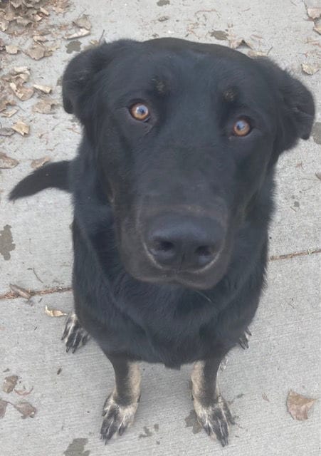 Adopt Bronco - Black Shepherd-Lab Mix Today - Pets TheCountyOffice
