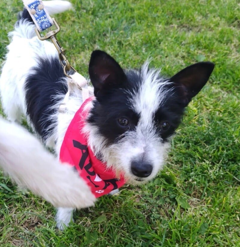 Adopt Simon (female) Today - Find Paw Pal