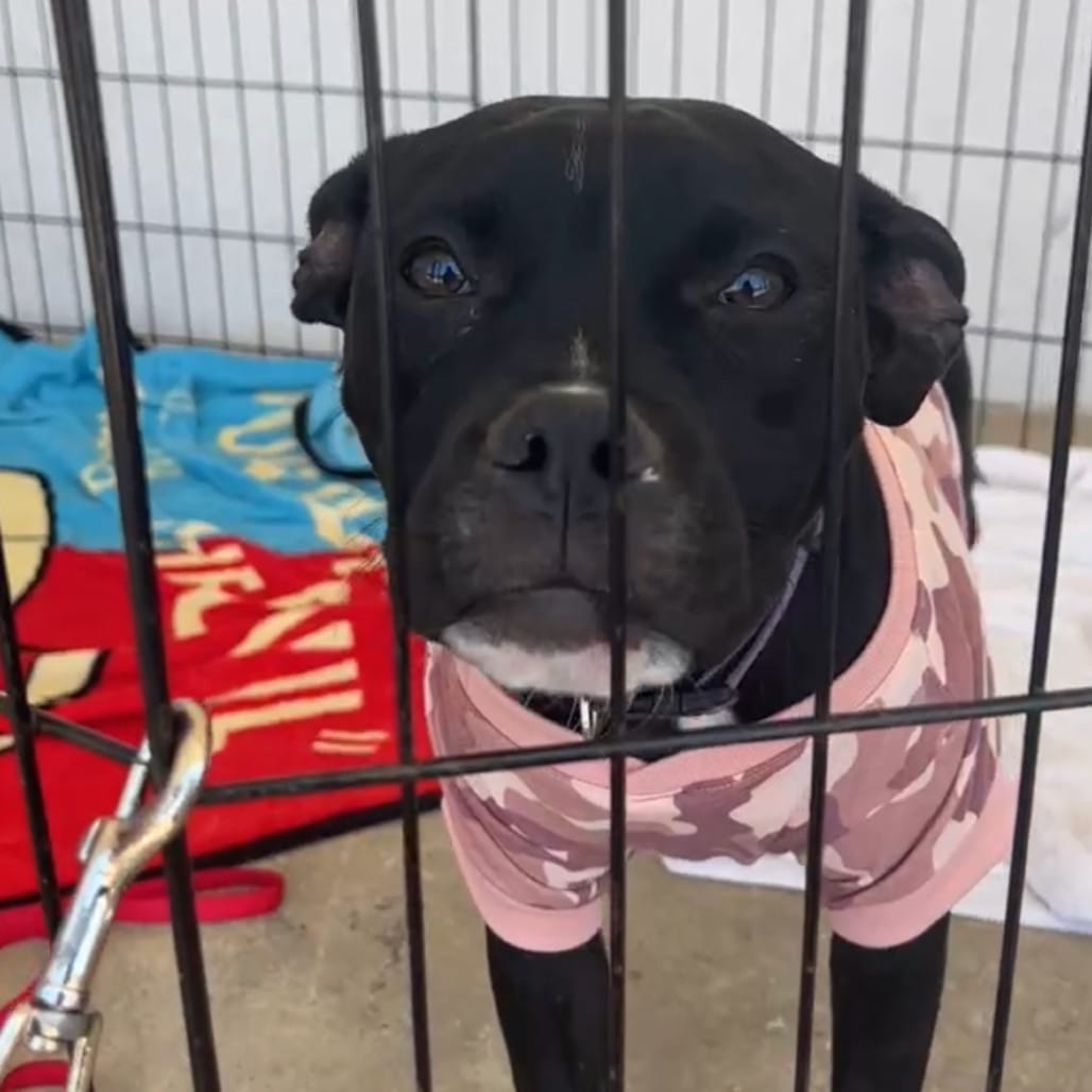 Adopt Lucy Goosie Today - Find Paw Pal