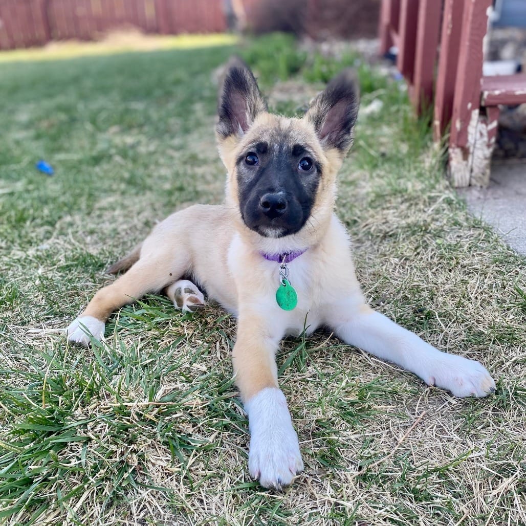 Adopt Star Today - Pets TheCountyOffice