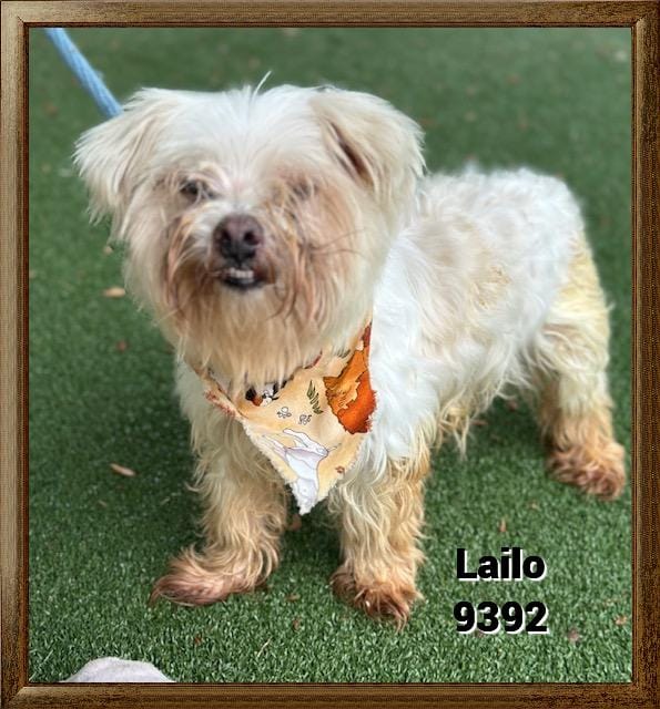 Adopt LAILO Today - Pets TheCountyOffice
