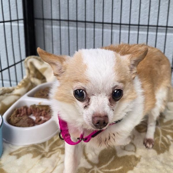 Adopt Tink Today - Pets TheCountyOffice