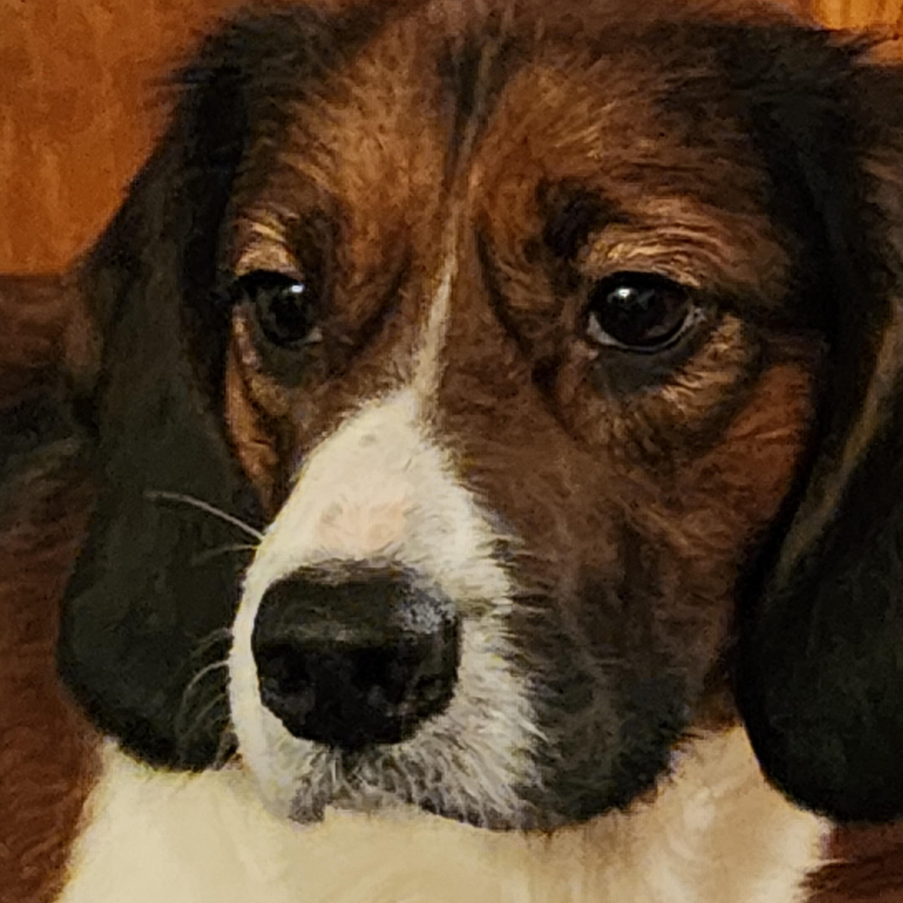 Adopt Jessie Today - Pets TheCountyOffice