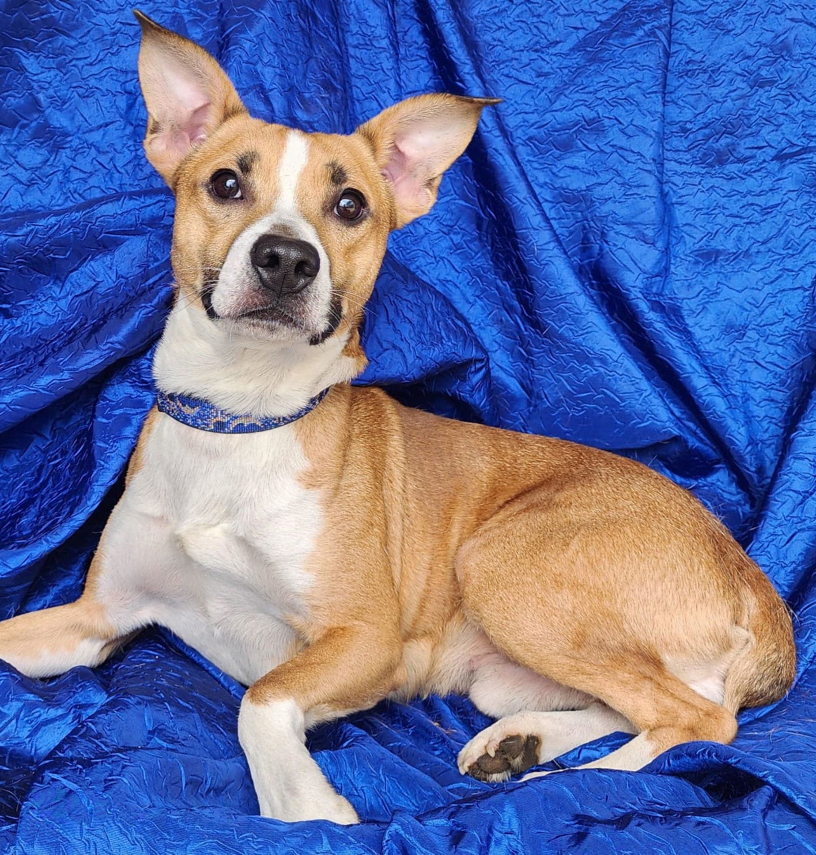 Adopt Owen Otto Today - Pets TheCountyOffice
