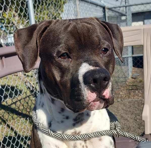 Adopt Secret Agent Randy Beans Today - Find Paw Pal