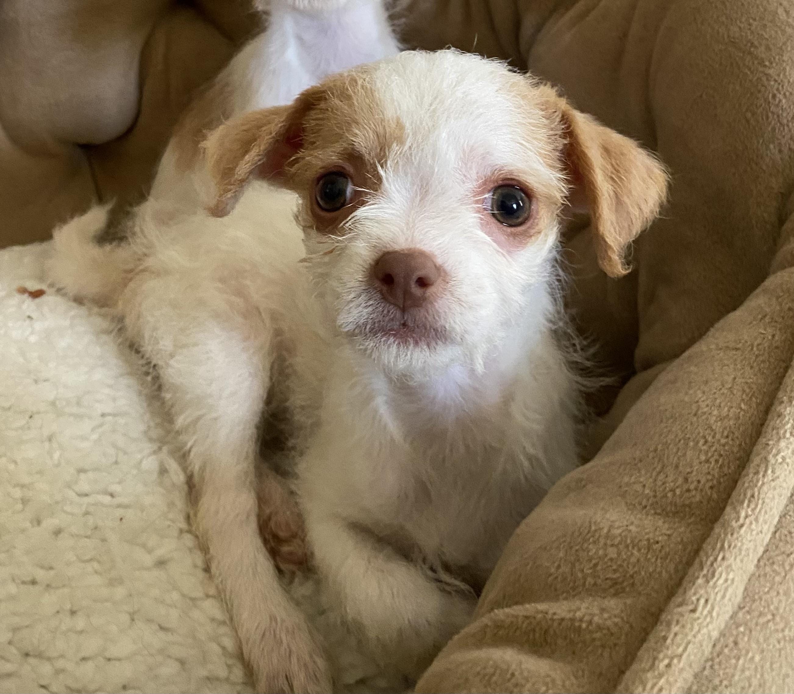 Adopt Petunia Today - Pets TheCountyOffice