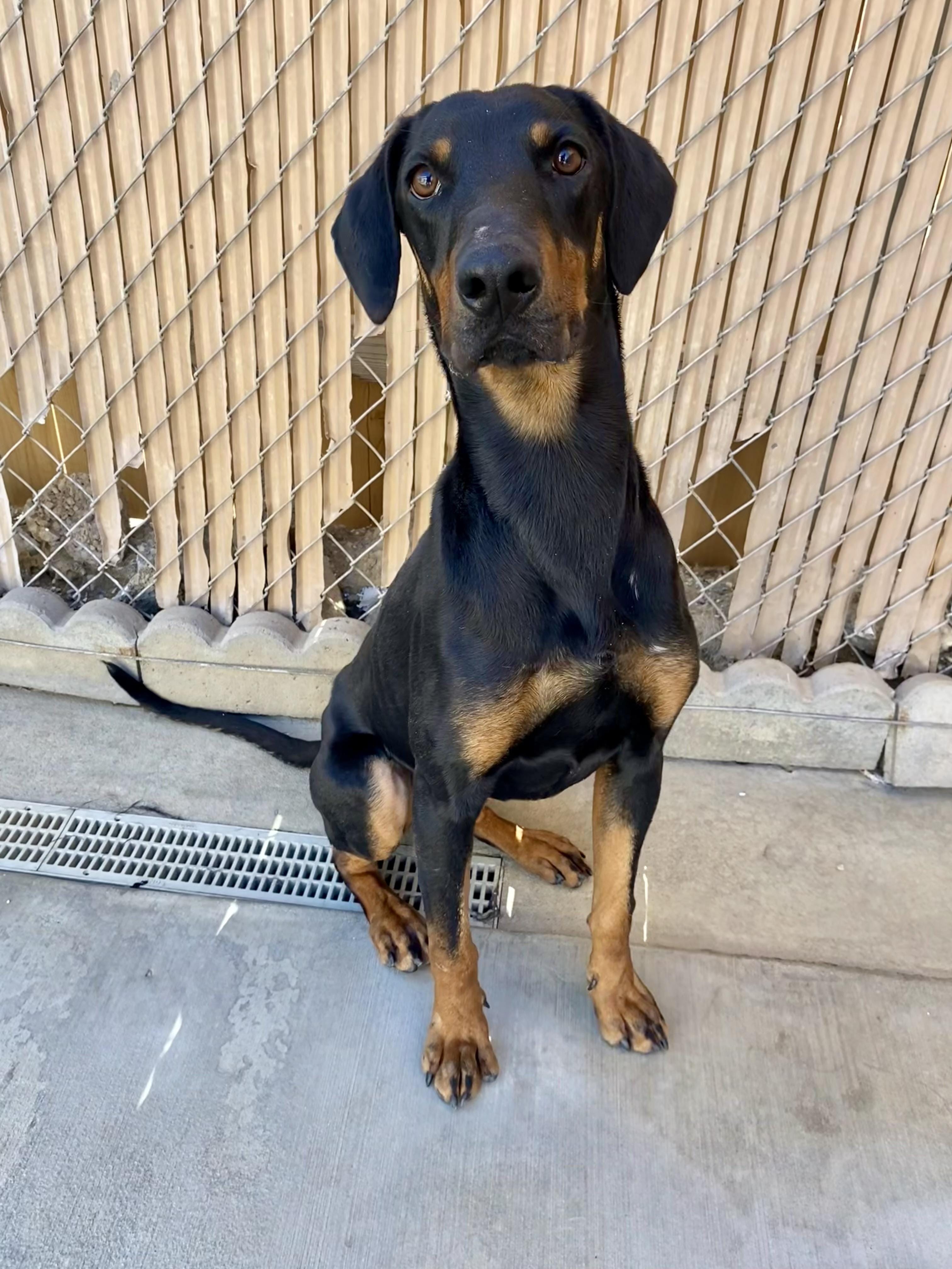 Adopt TOBY Today - Pets TheCountyOffice