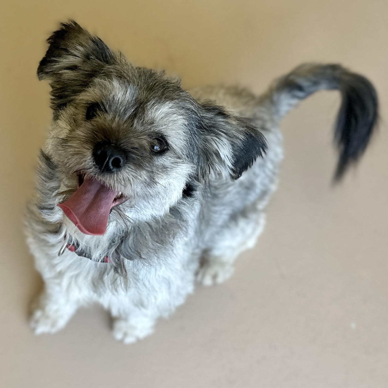 Adopt Suki Today - Pets TheCountyOffice