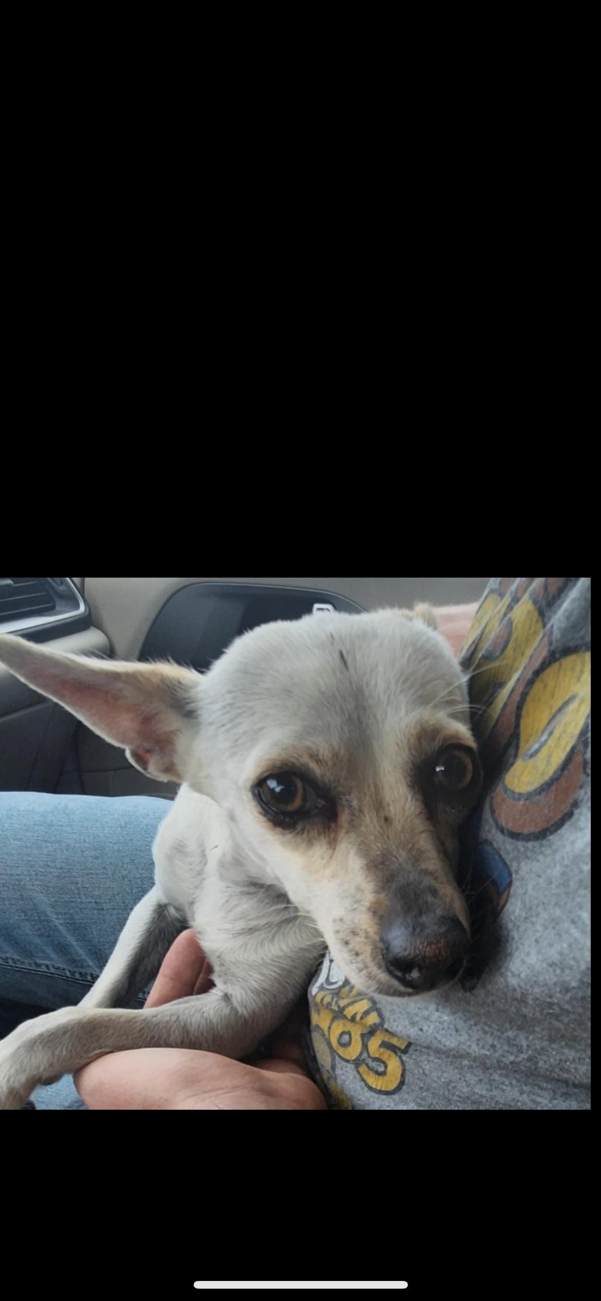 Adopt Sunshine Today - Pets TheCountyOffice