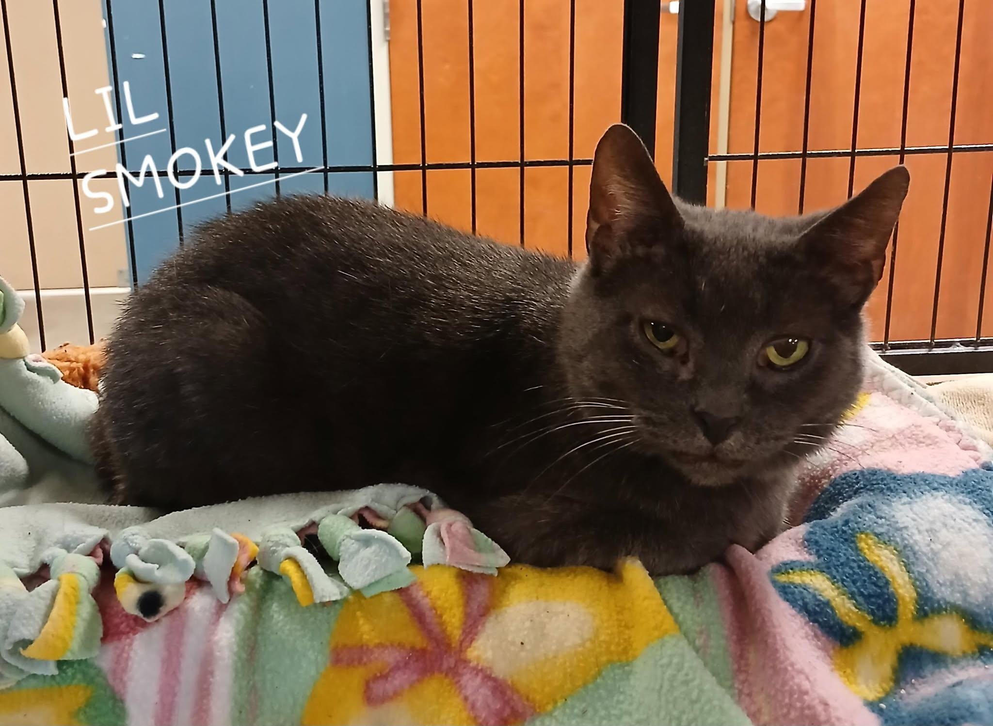 Adopt LiL Smokey Today - Pets TheCountyOffice