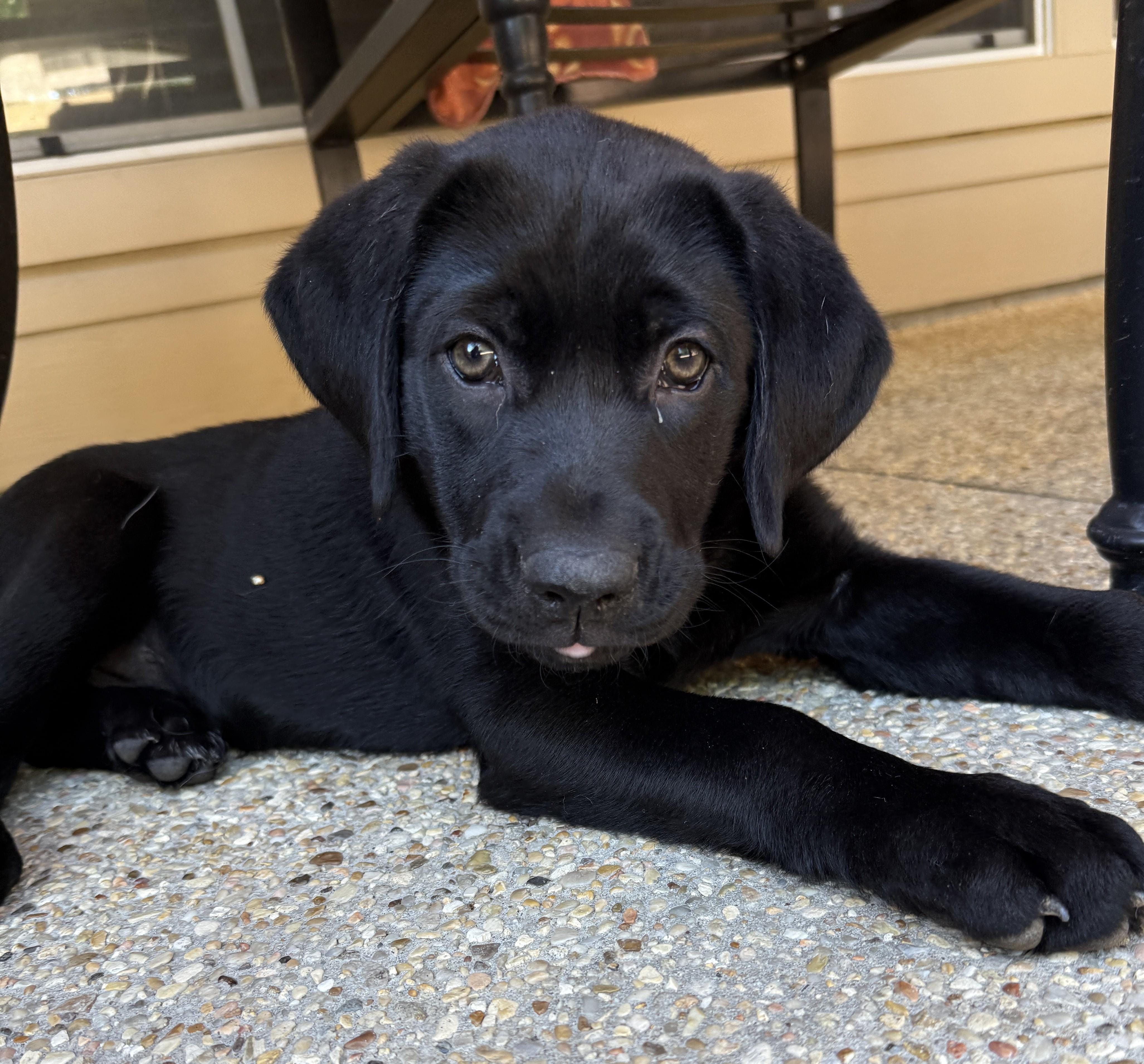 Adopt Chili Today - Pets TheCountyOffice