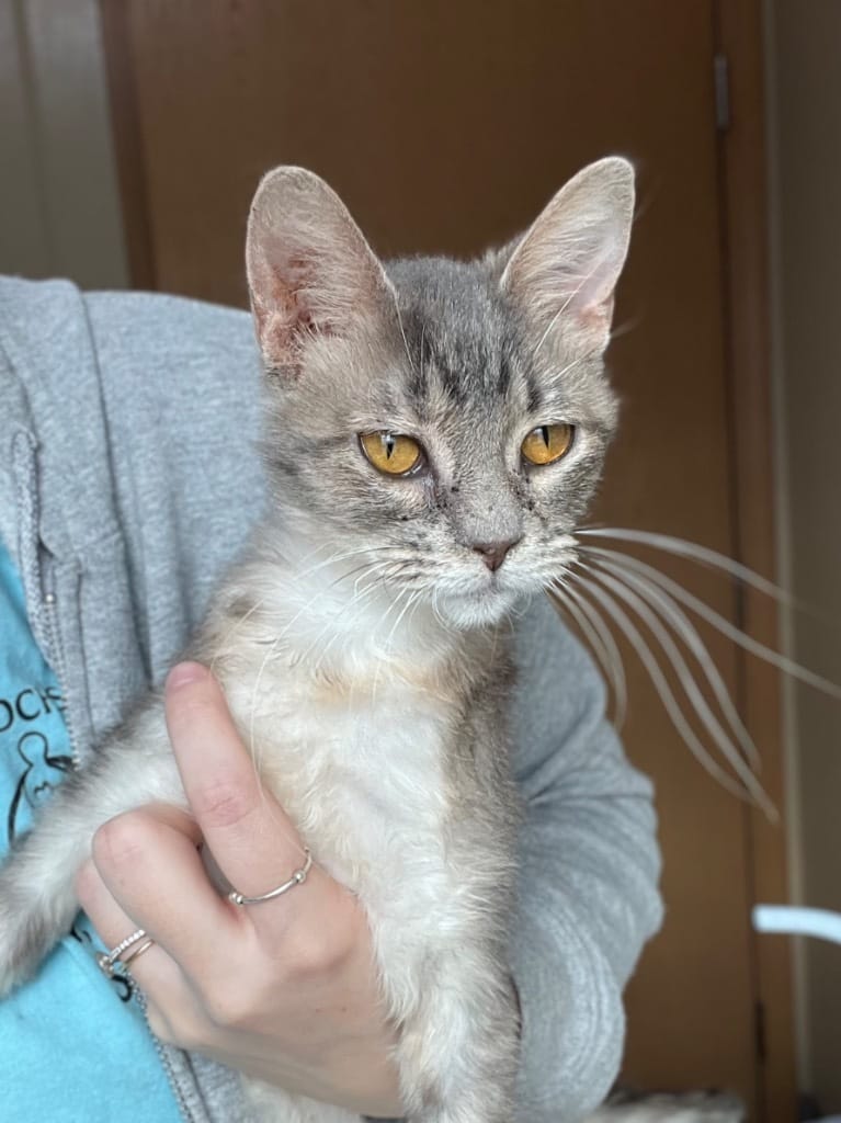 Adopt Sandy Dandy Today - Find Paw Pal