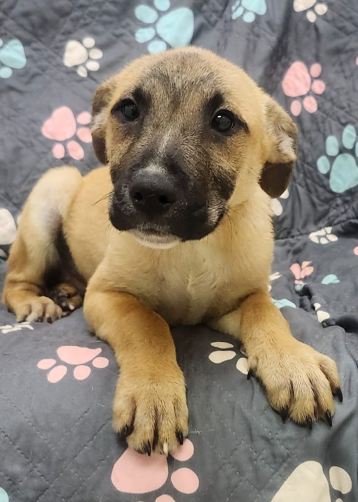 Adopt Blueberry Muffin Today - Pets TheCountyOffice