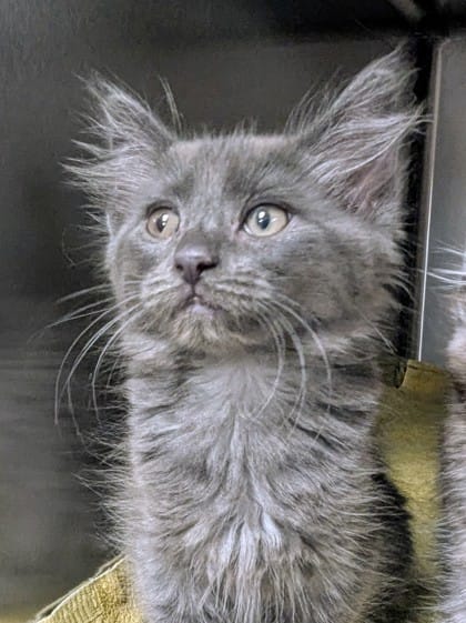 Adopt Violet Today - Pets TheCountyOffice